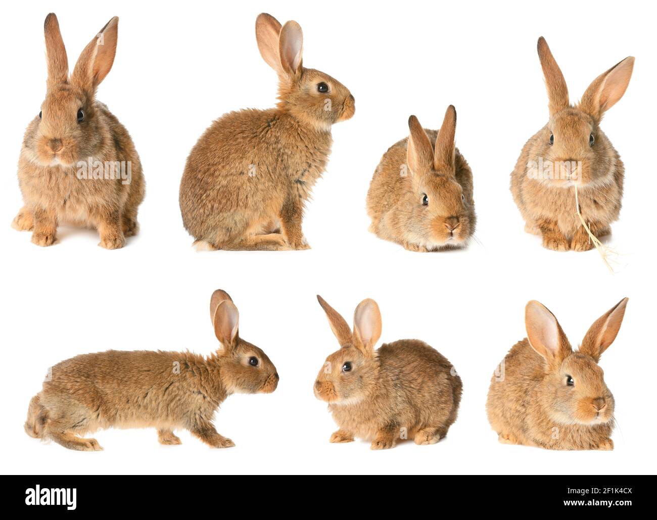 Collage of cute fluffy rabbit on white background Stock Photo - Alamy