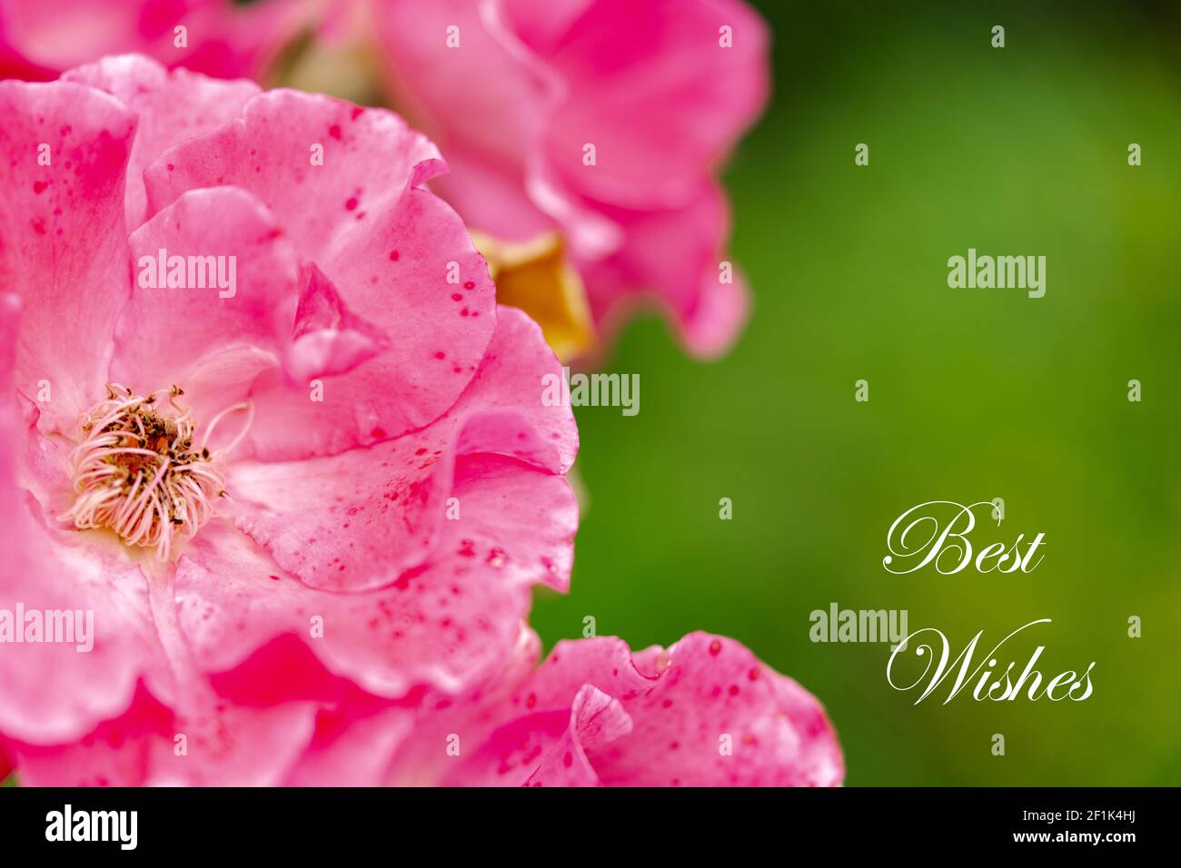 Flower wishes hi-res stock photography and images - Alamy