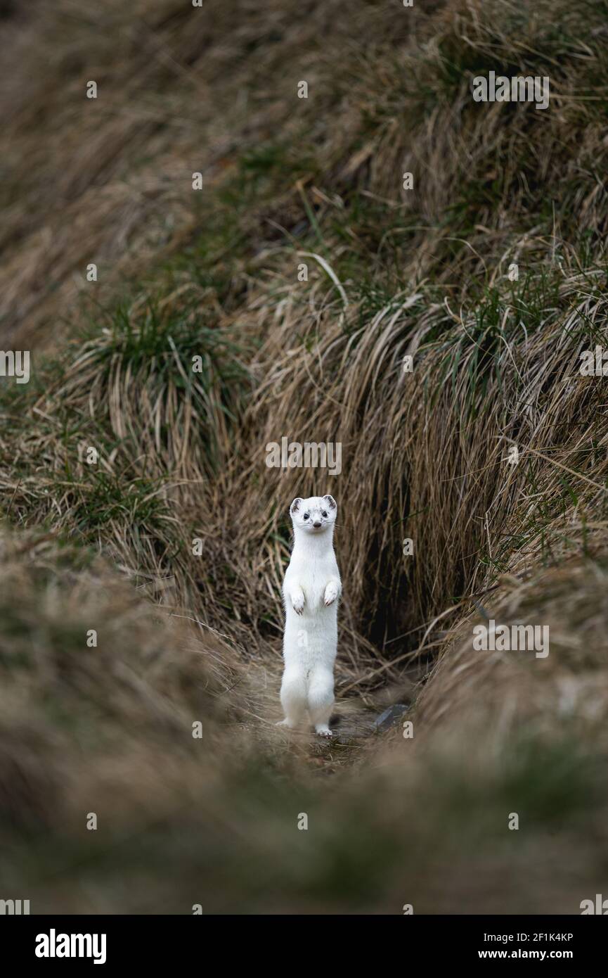 stoat or short-tailed weasel in white winter fur standing in front of ...