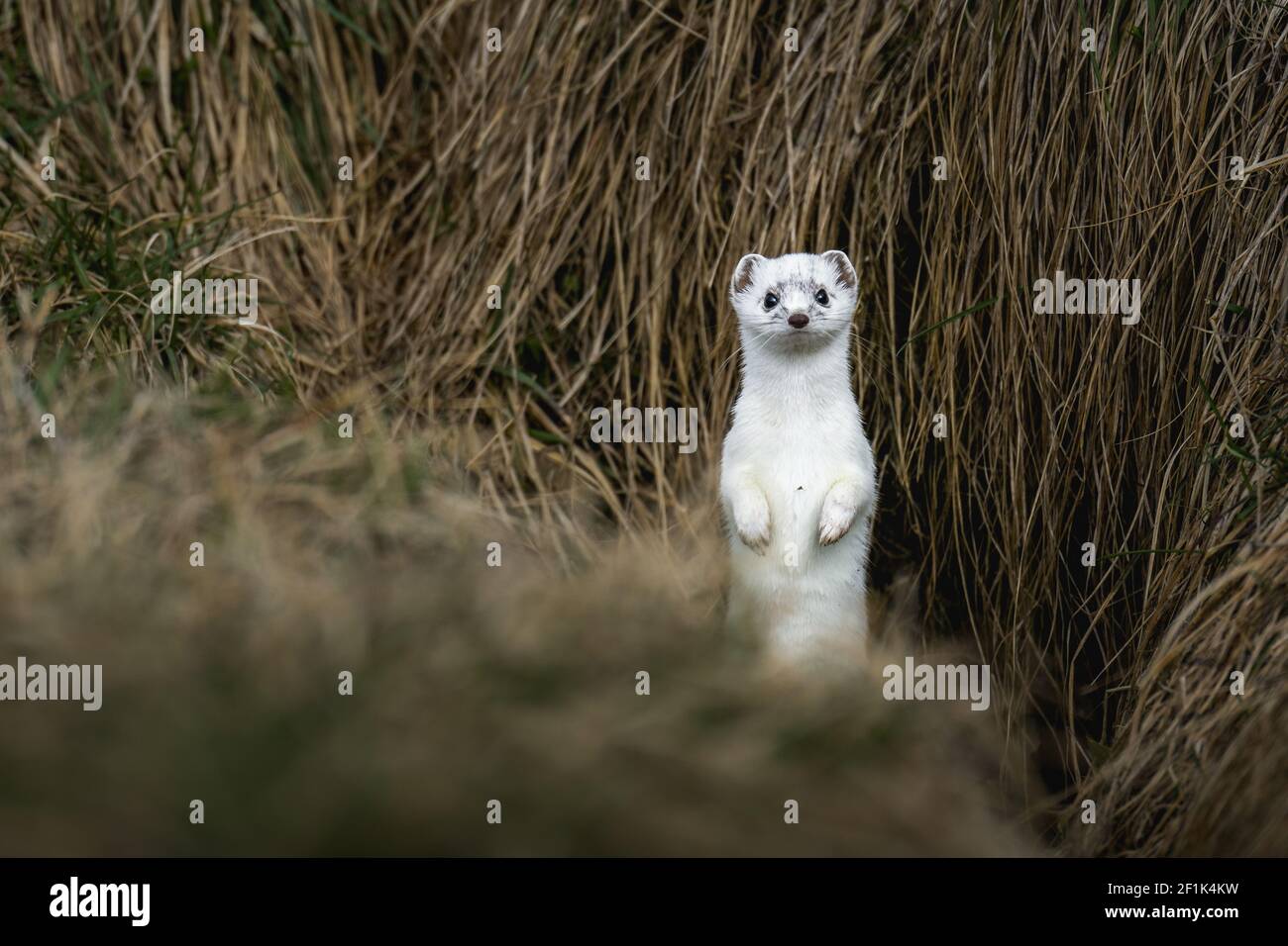 stoat or short-tailed weasel in white winter fur standing in front of ...