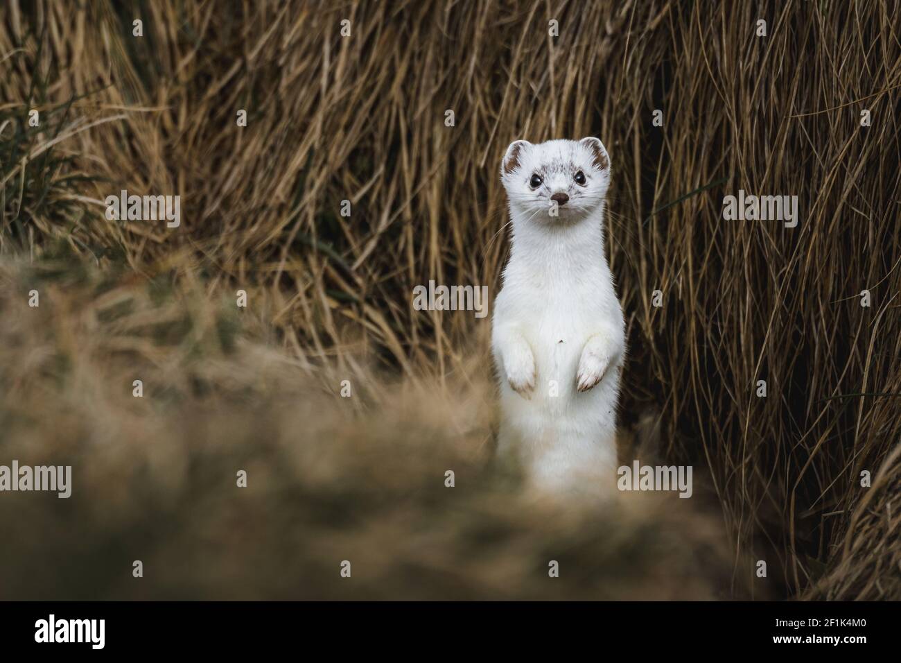 stoat or short-tailed weasel in white winter fur standing in front of ...