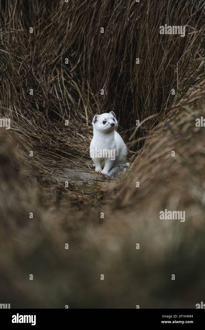 Wiesel hermelin wiesen mustela hi-res stock photography and images - Alamy