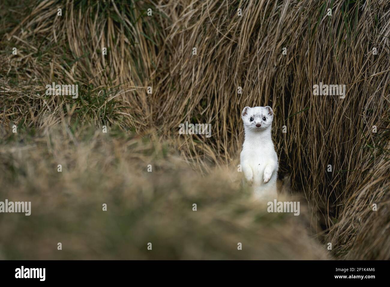 stoat or short-tailed weasel in white winter fur standing in front of ...