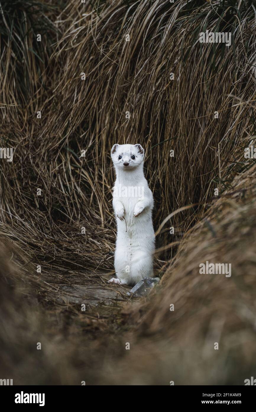stoat or short-tailed weasel in white winter fur standing in front of ...