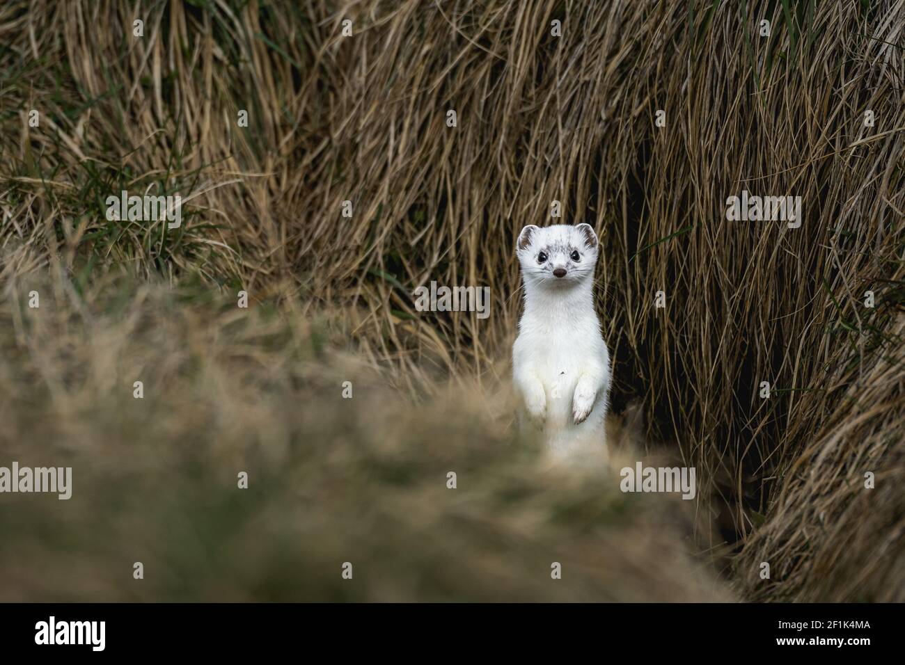 stoat or short-tailed weasel in white winter fur standing in front of ...