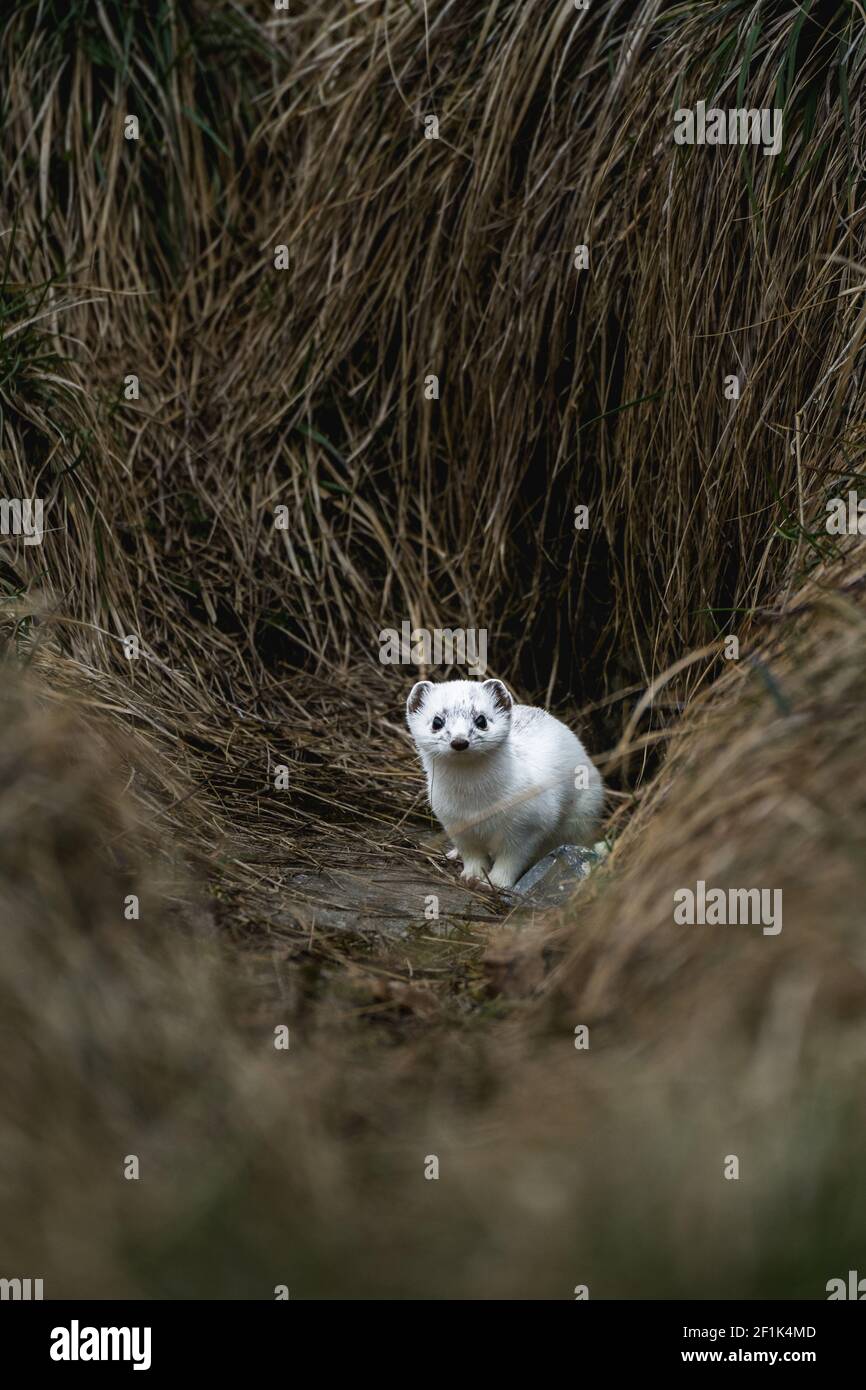 stoat or short-tailed weasel in white winter fur standing in front of ...
