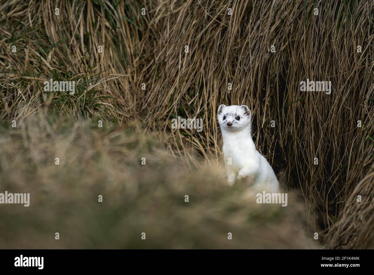 stoat or short-tailed weasel in white winter fur standing in front of ...