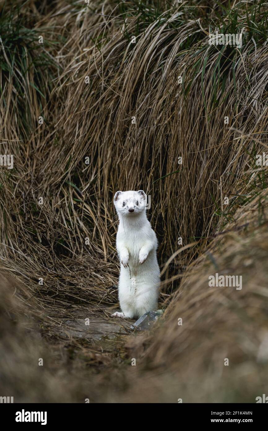 stoat or short-tailed weasel in white winter fur standing in front of ...