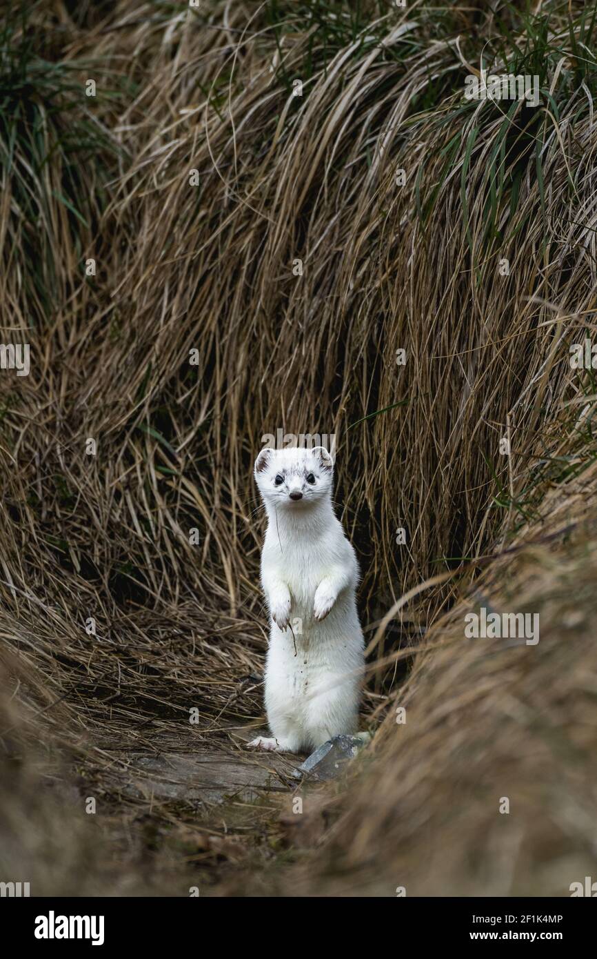 stoat or short-tailed weasel in white winter fur standing in front of ...
