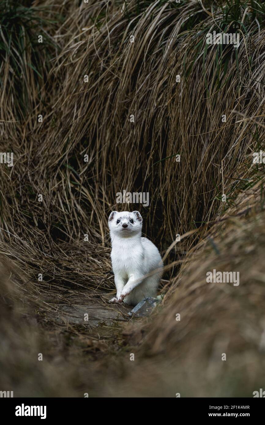 stoat or short-tailed weasel in white winter fur standing in front of ...