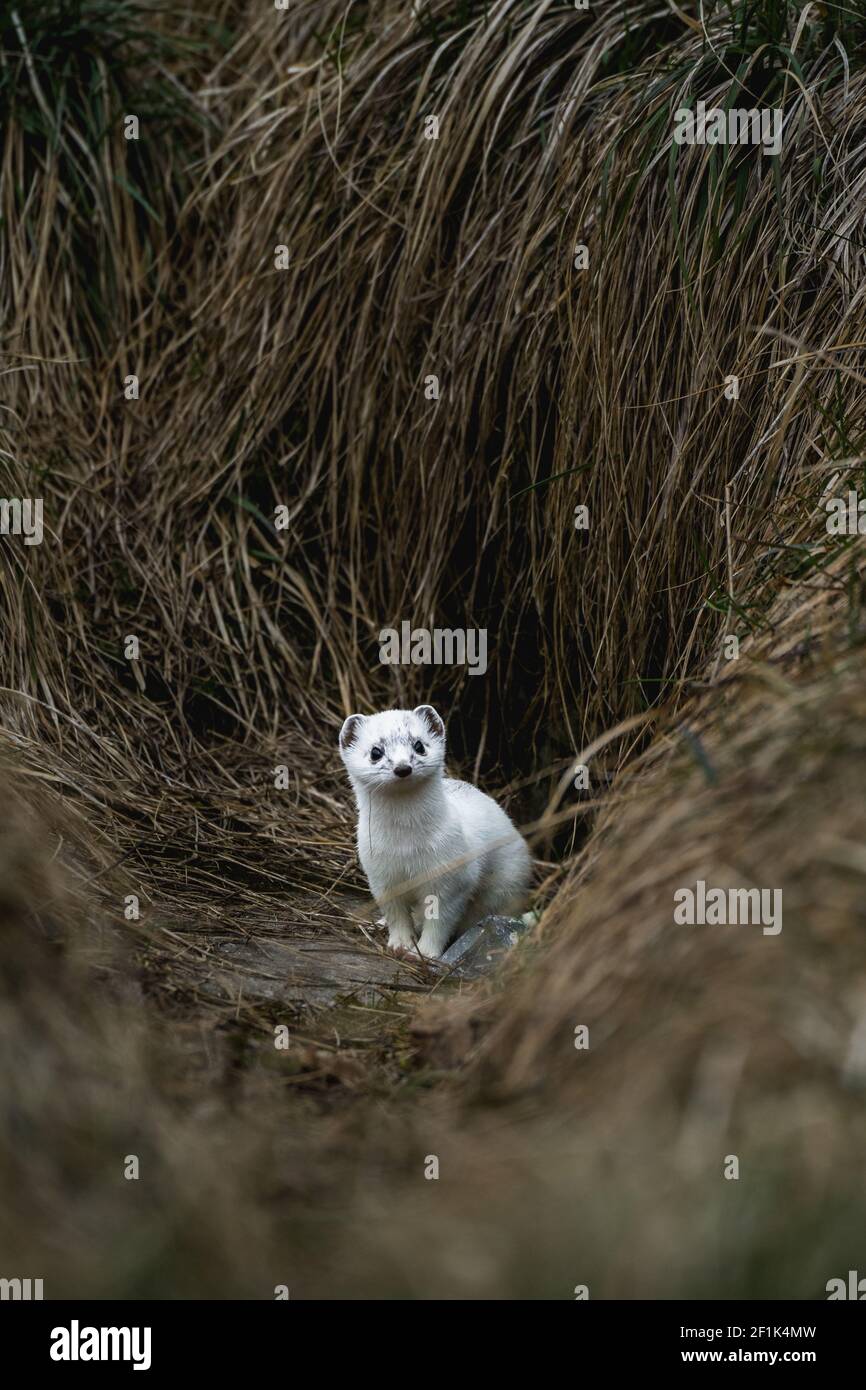 stoat or short-tailed weasel in white winter fur standing in front of ...