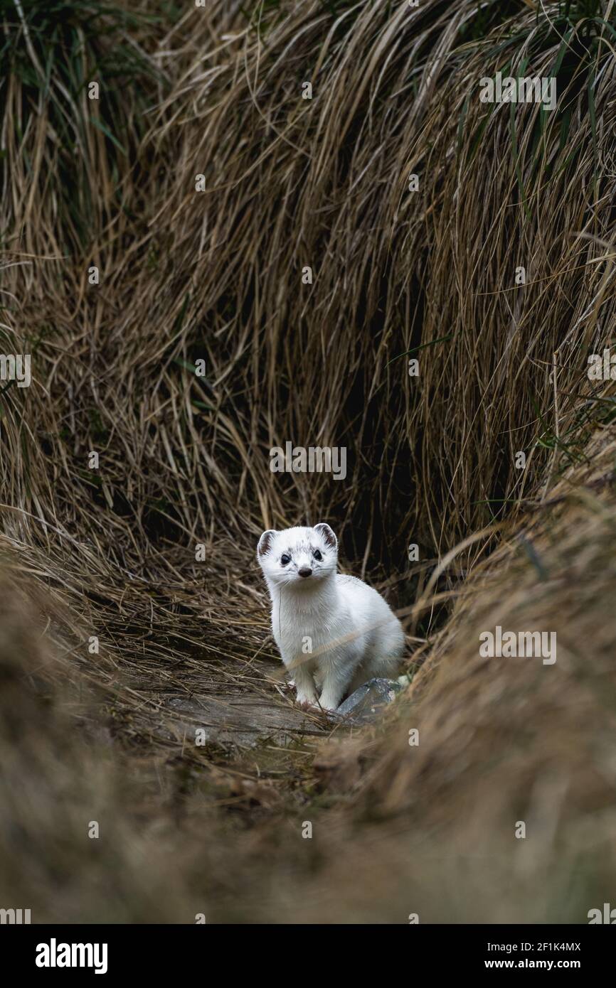 stoat or short-tailed weasel in white winter fur standing in front of ...