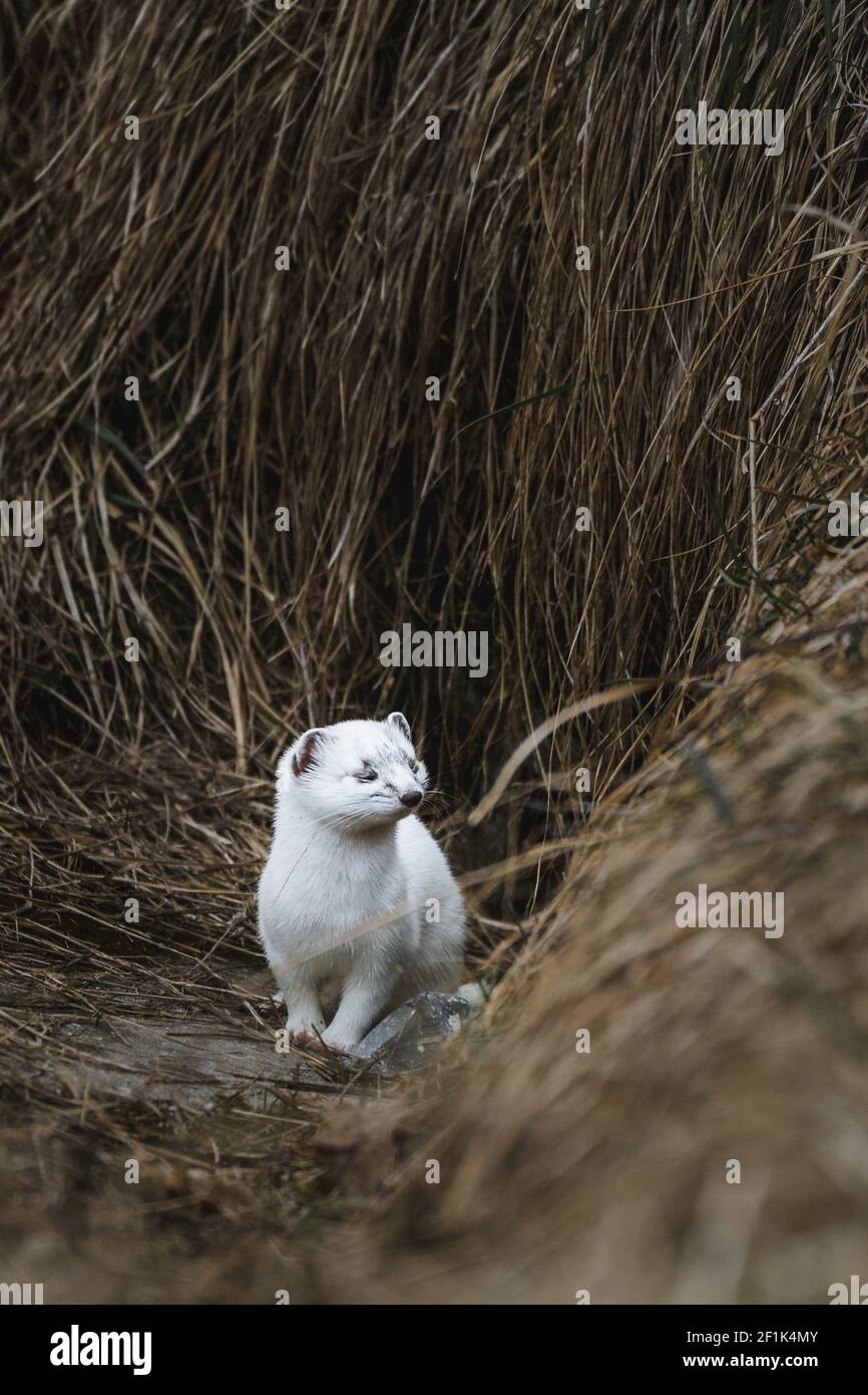 stoat or short-tailed weasel in white winter fur standing in front of ...