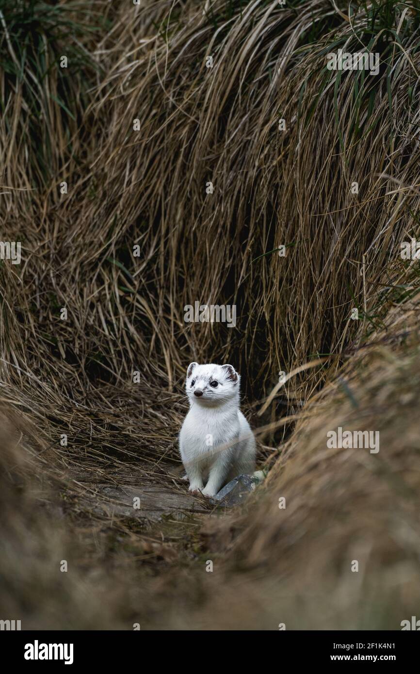 stoat or short-tailed weasel in white winter fur standing in front of ...