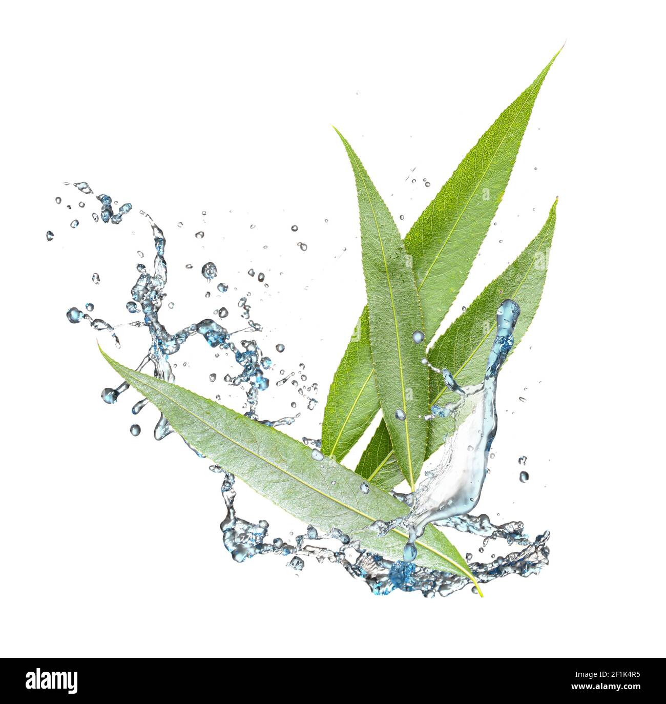 Flying green osier leaves with splashes of water on white background ...