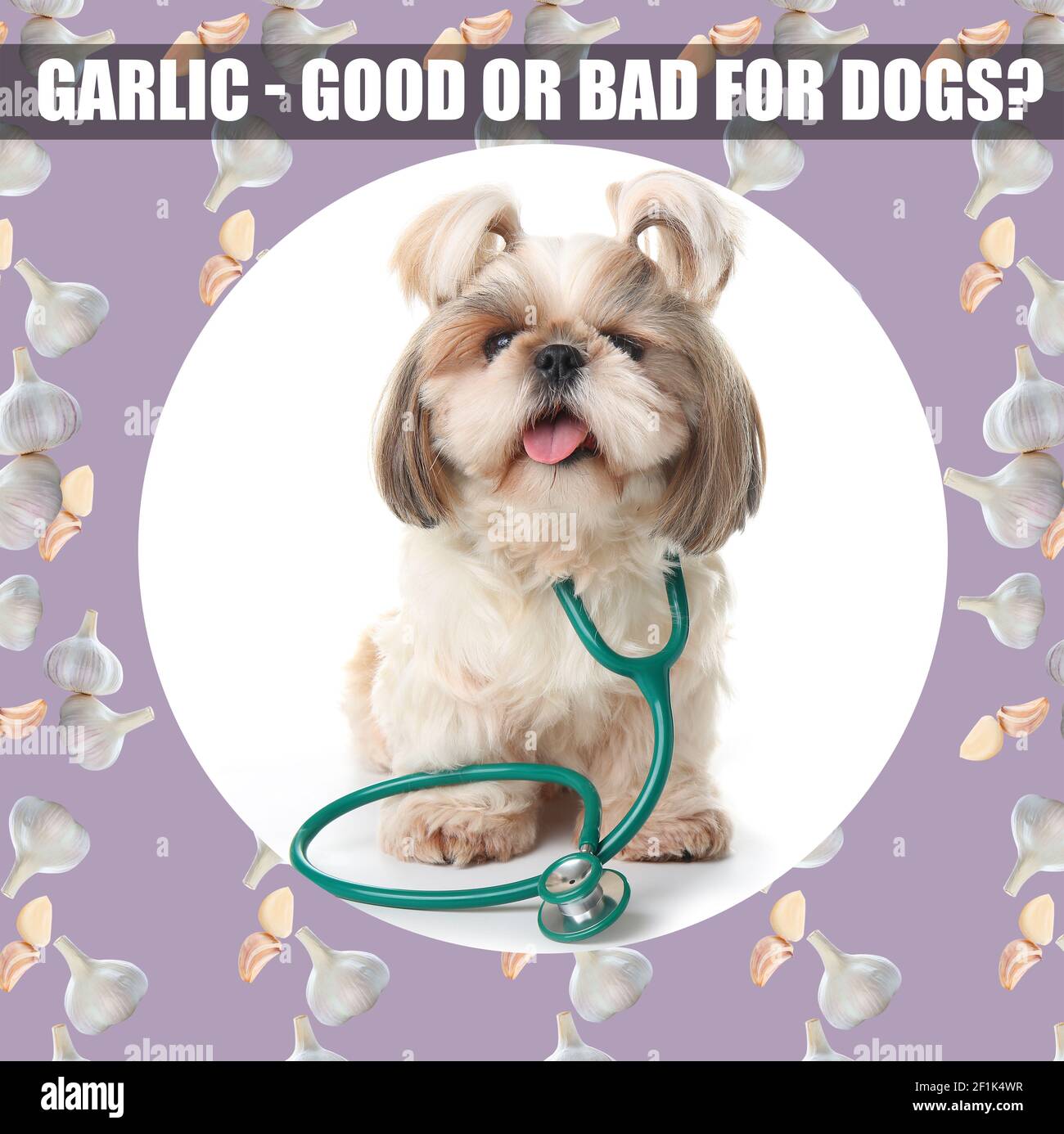 Cute dog with stethoscope and fresh garlic on color background Stock ...