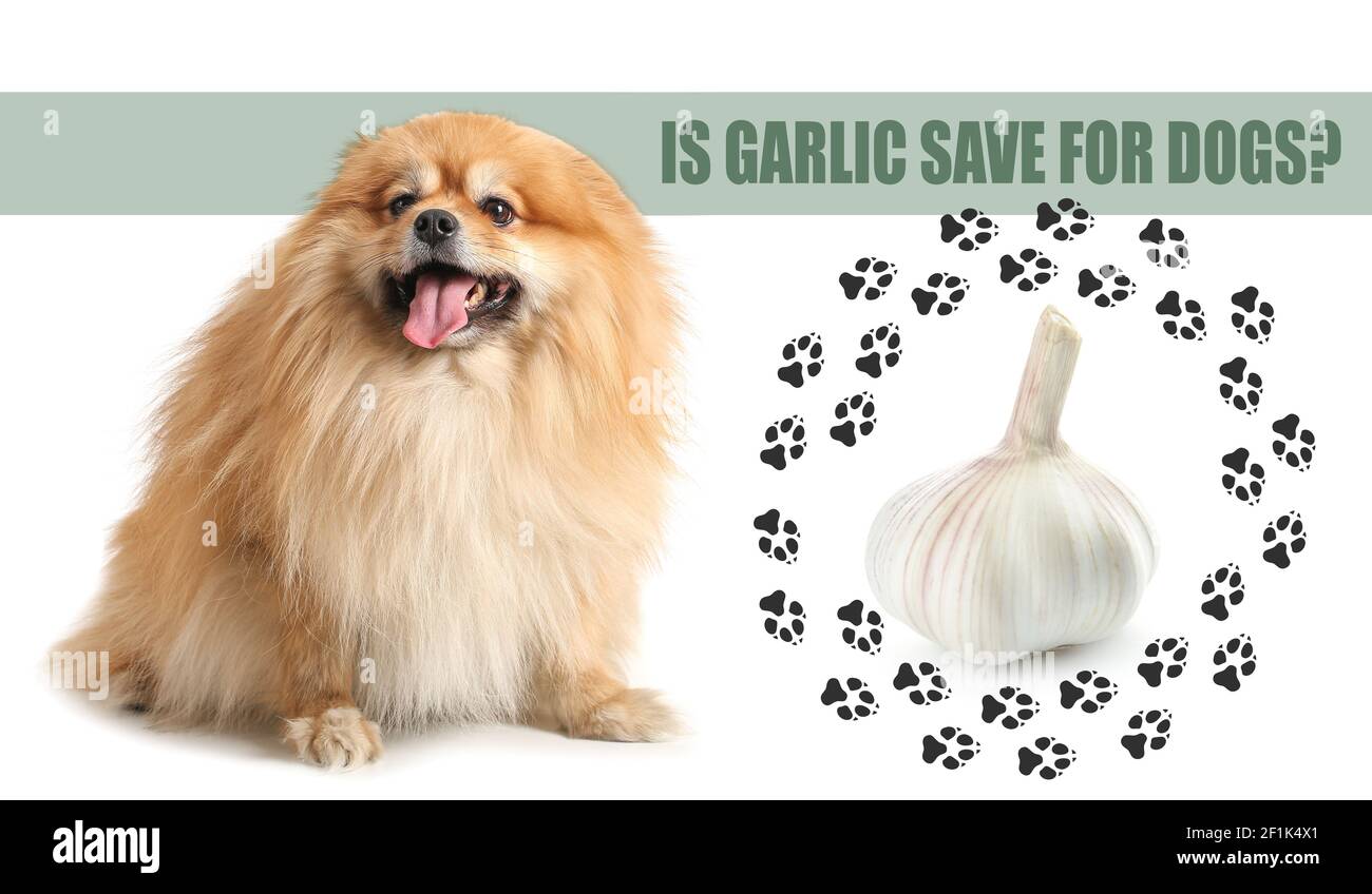 Cute dog with fresh garlic on white background Stock Photo - Alamy