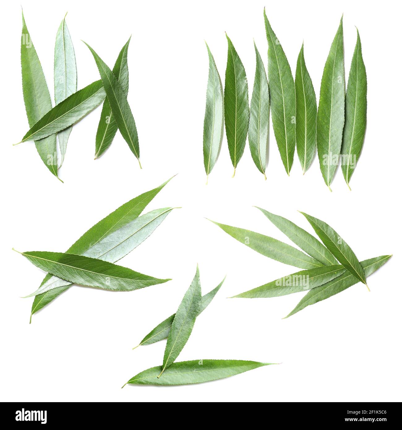 Green osier leaves on white background Stock Photo - Alamy
