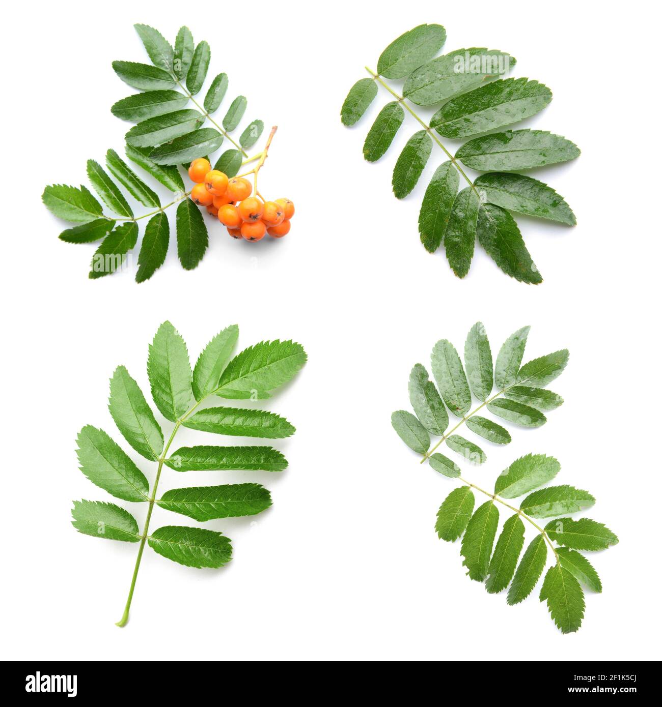 Rowan tree branches Cut Out Stock Images & Pictures - Alamy
