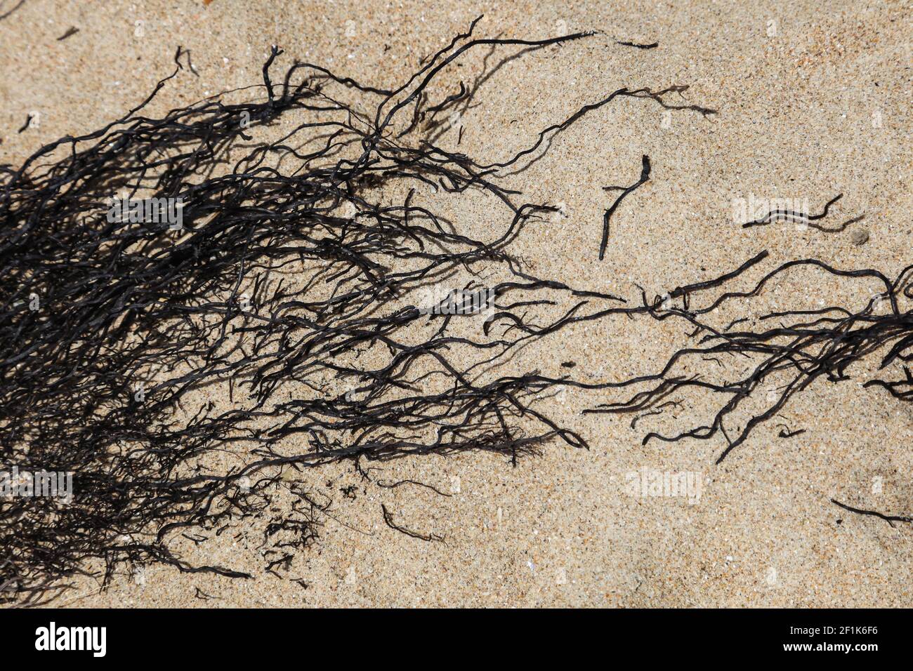 Dry algae on the beach Stock Photo - Alamy