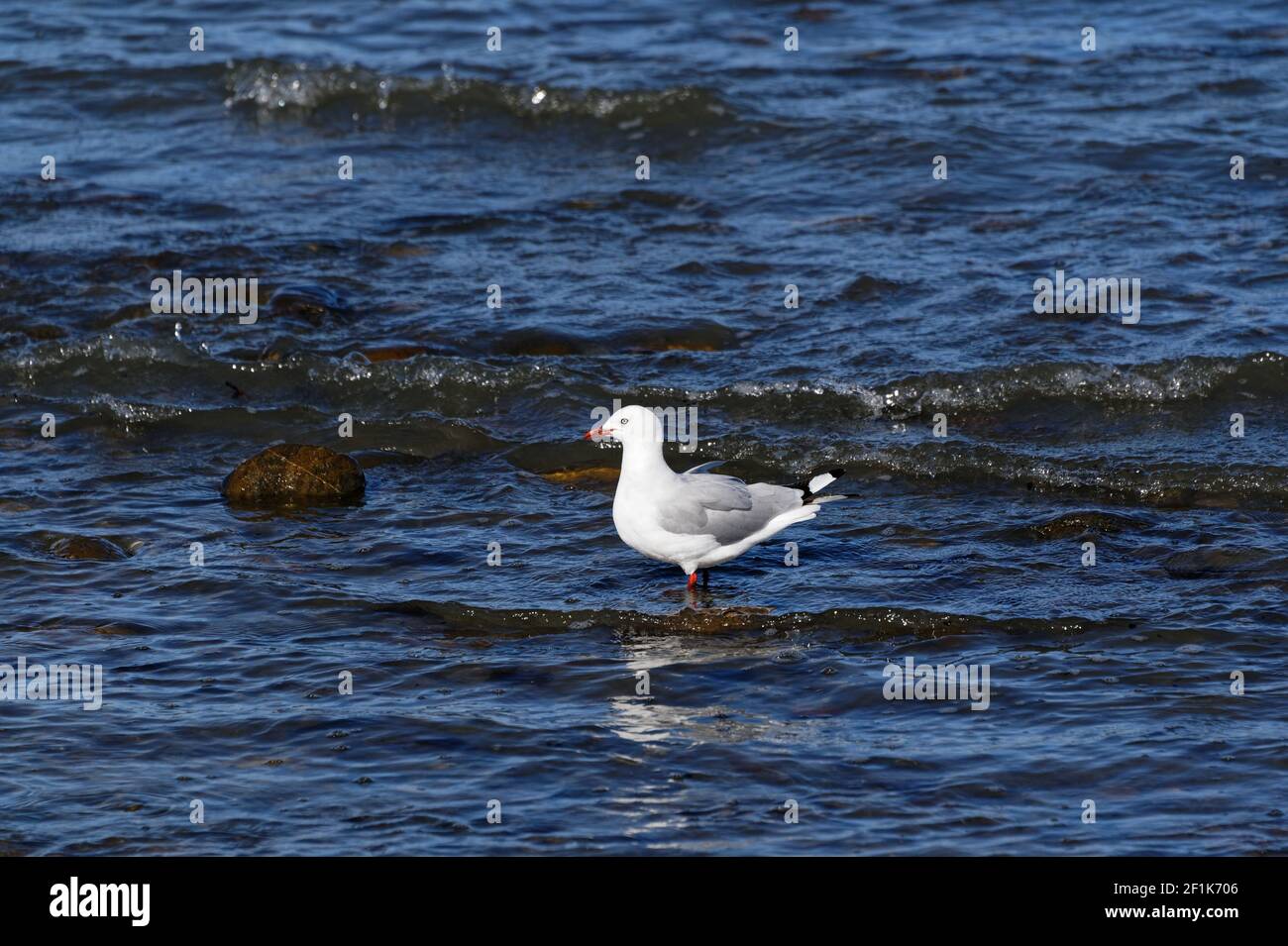 The red billed gull is a New Zealand coastal species Stock Photo - Alamy