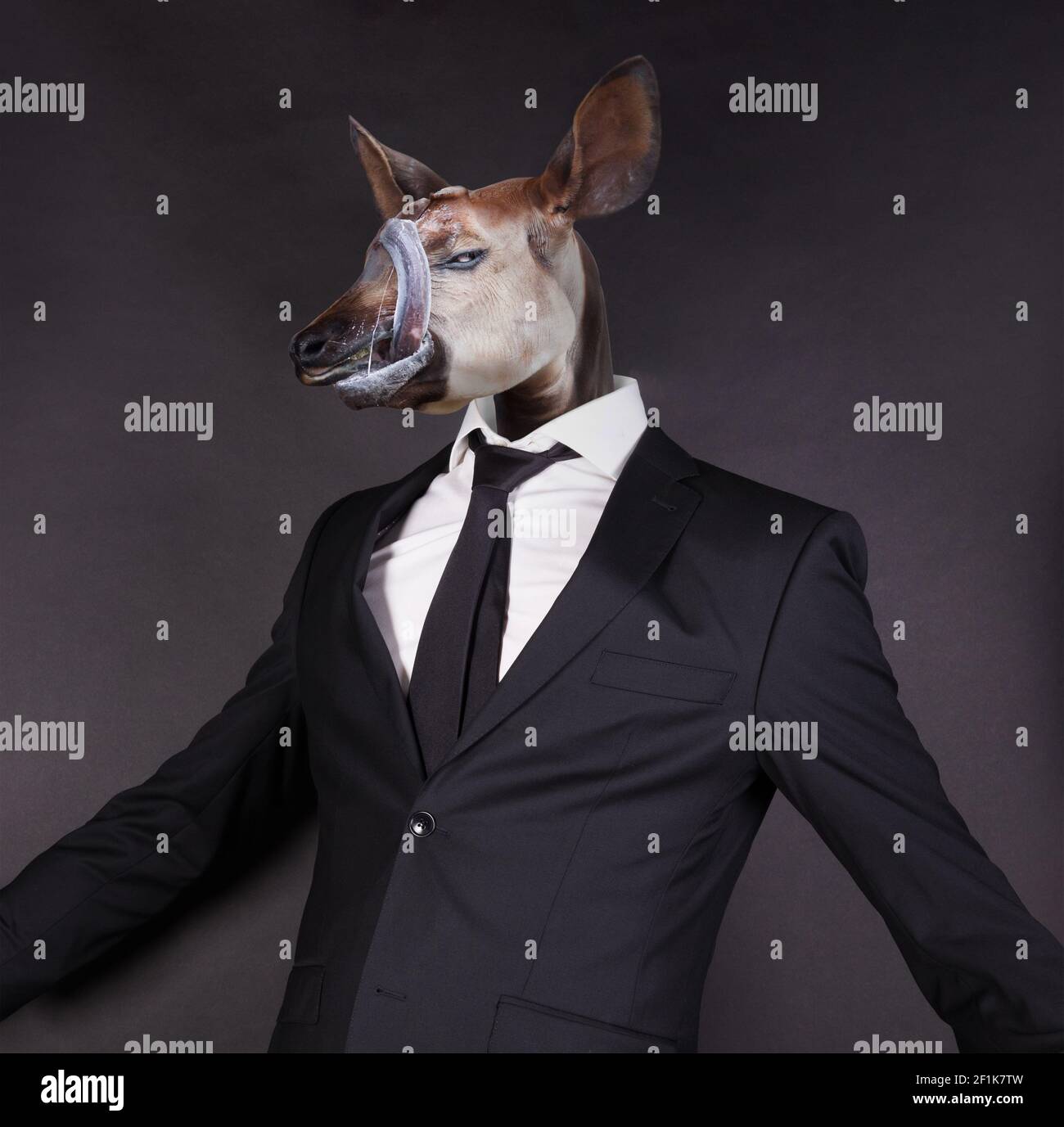 Okapi head in a black suit, isolated on black Stock Photo - Alamy