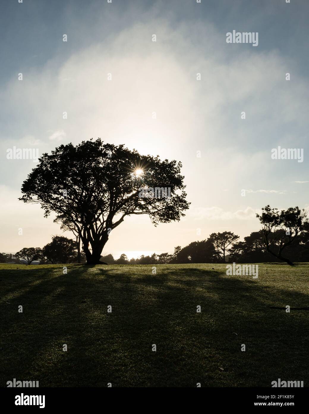 A big tree in silhouette with sun shining through its branches and ...
