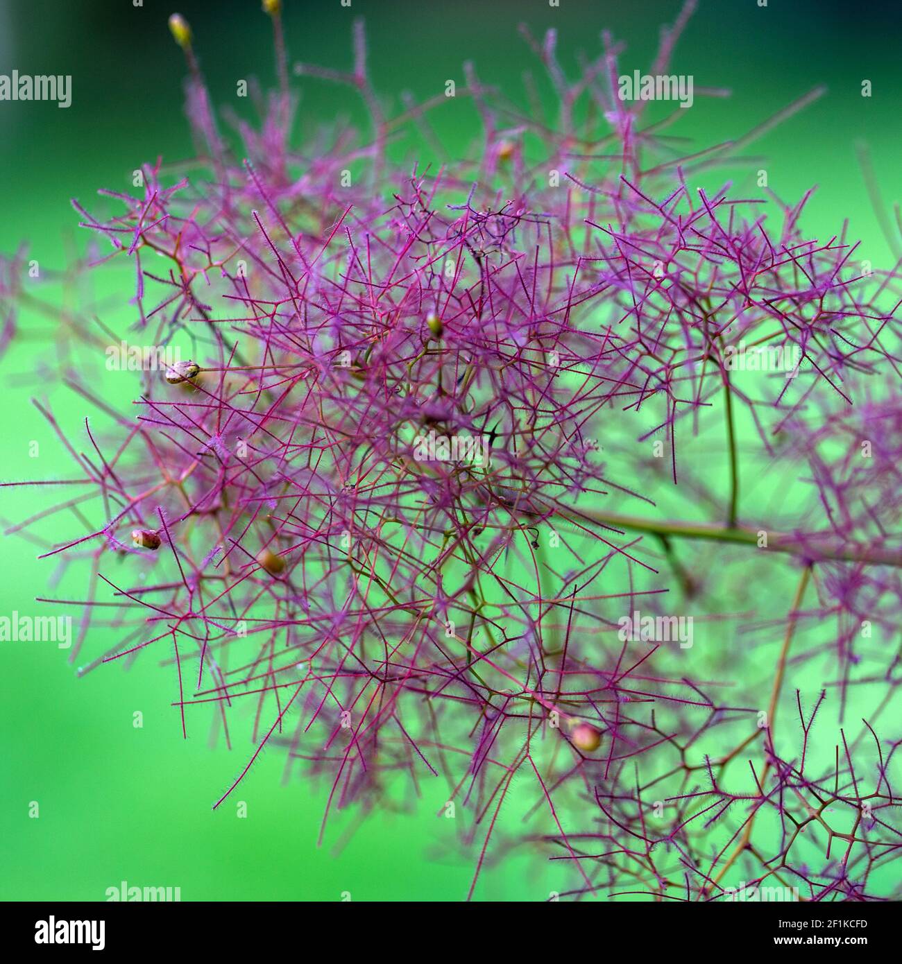 Cotinus also known as the smoketree in the garden Stock Photo - Alamy