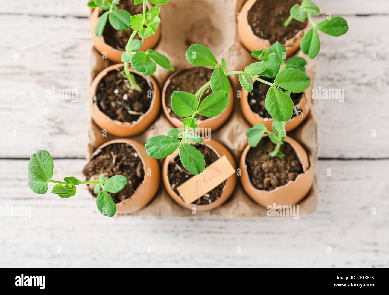 Cardboard box seedlings on hi-res stock photography and images - Alamy