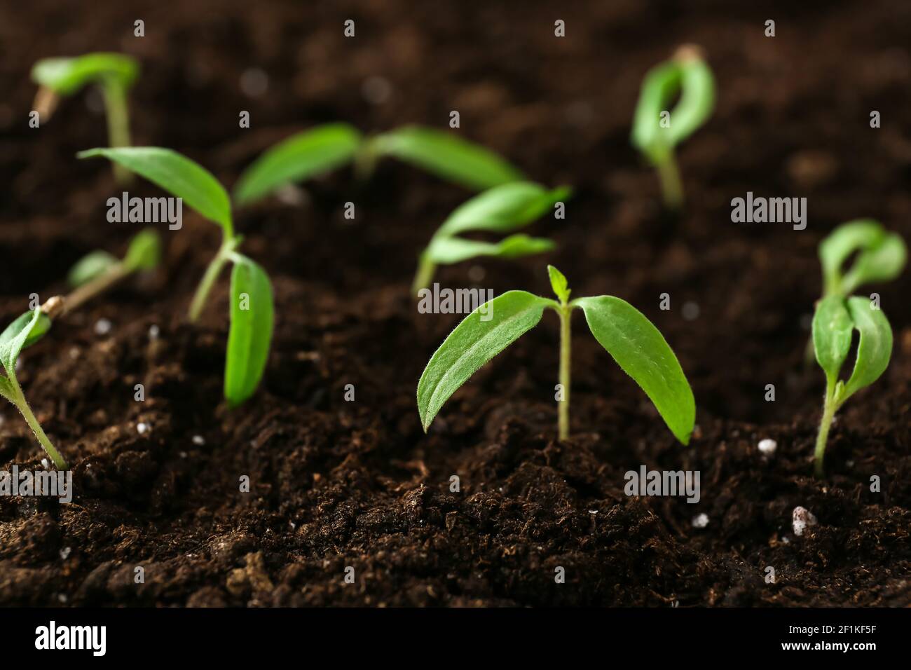 Plants growing in garden outdoors Stock Photo - Alamy