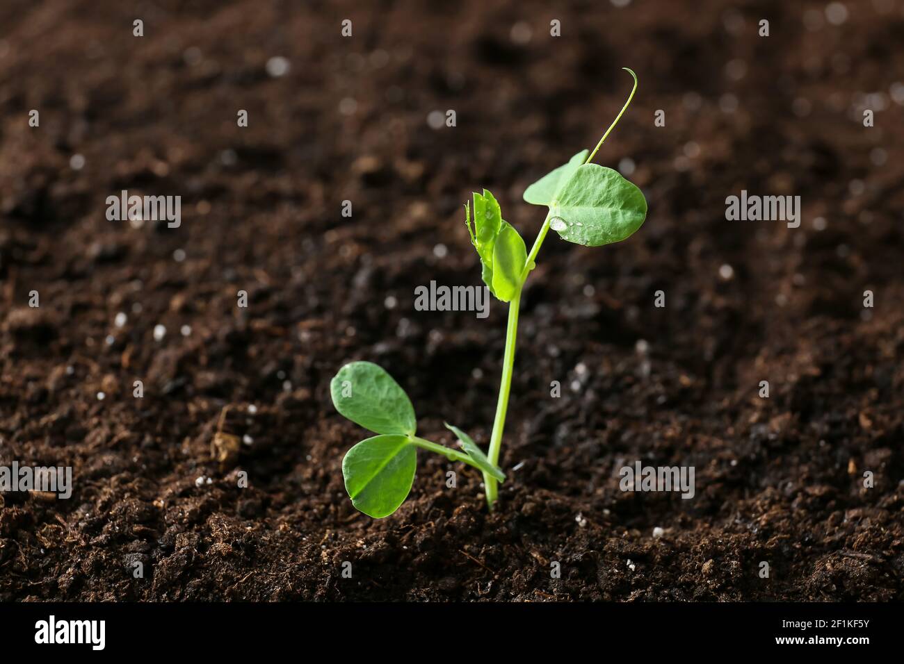 Plant growing in garden outdoors Stock Photo - Alamy