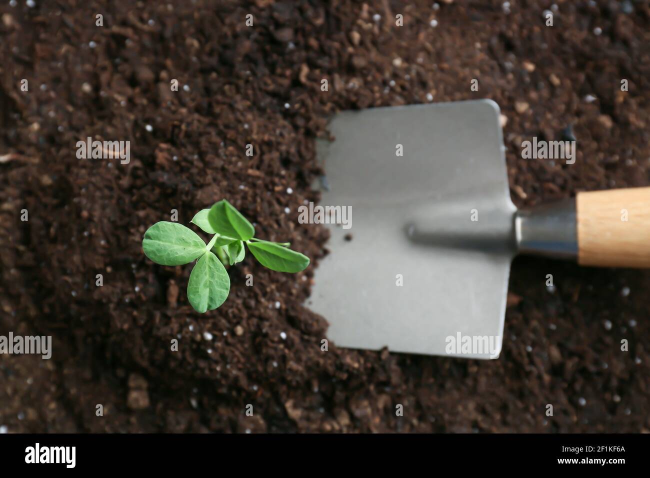 Planting of seedling in soil, closeup Stock Photo - Alamy
