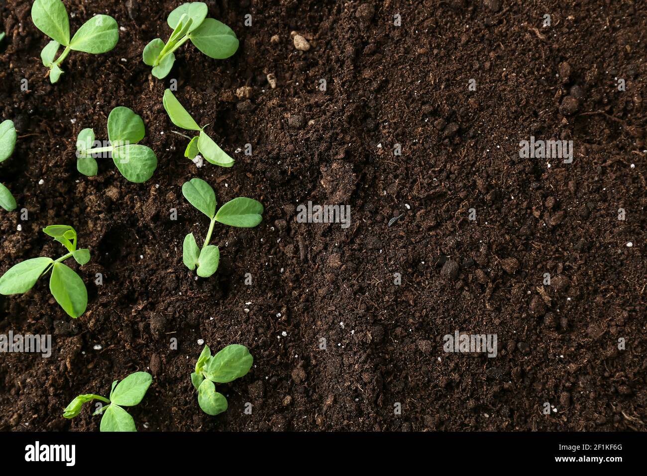 Plants growing in garden outdoors Stock Photo - Alamy