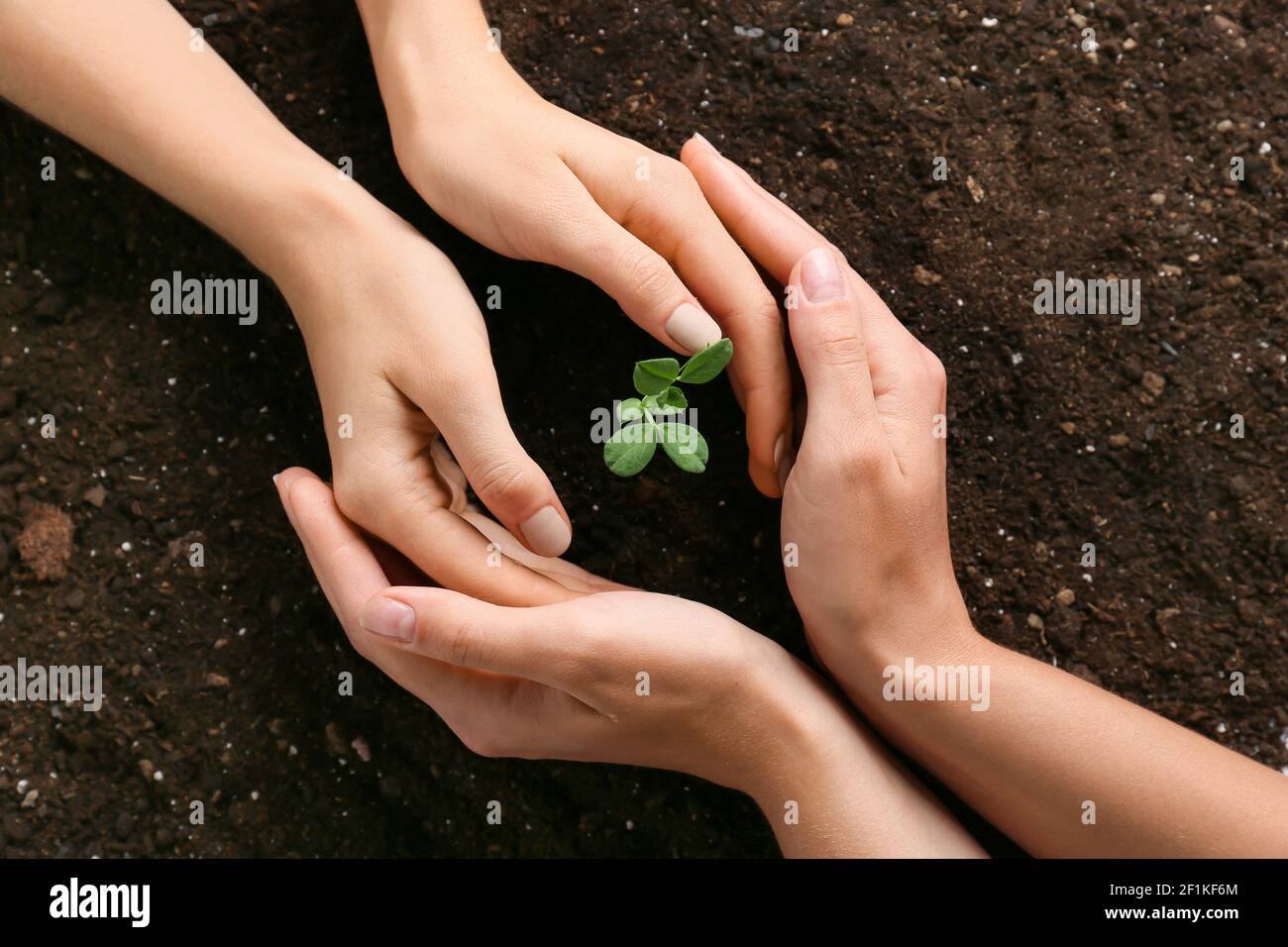Top view hands planting seedlings hi-res stock photography and images ...