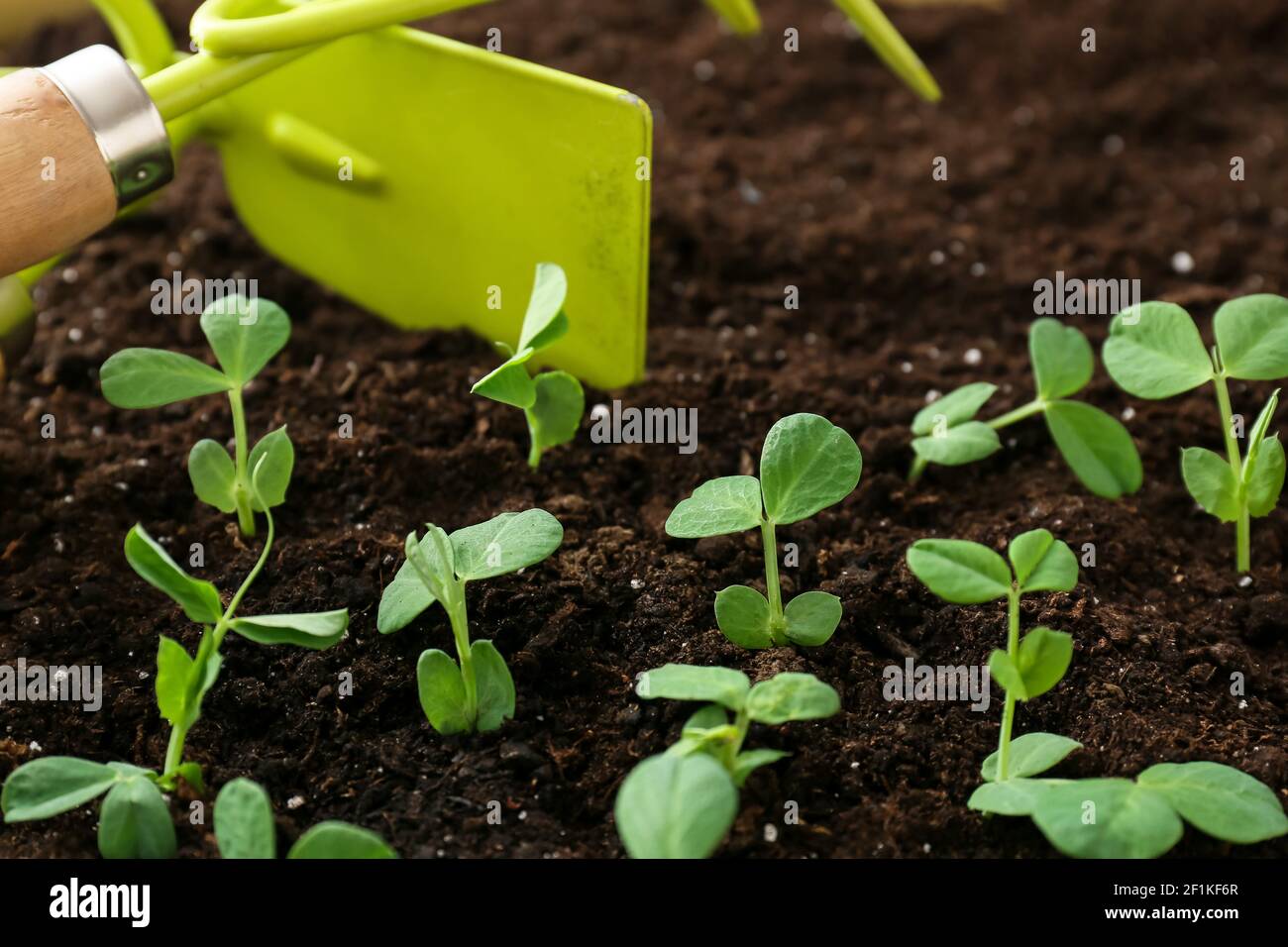 Gardening tools on soil with growing plants Stock Photo - Alamy