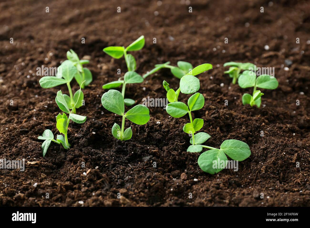 Plants growing in garden outdoors Stock Photo - Alamy