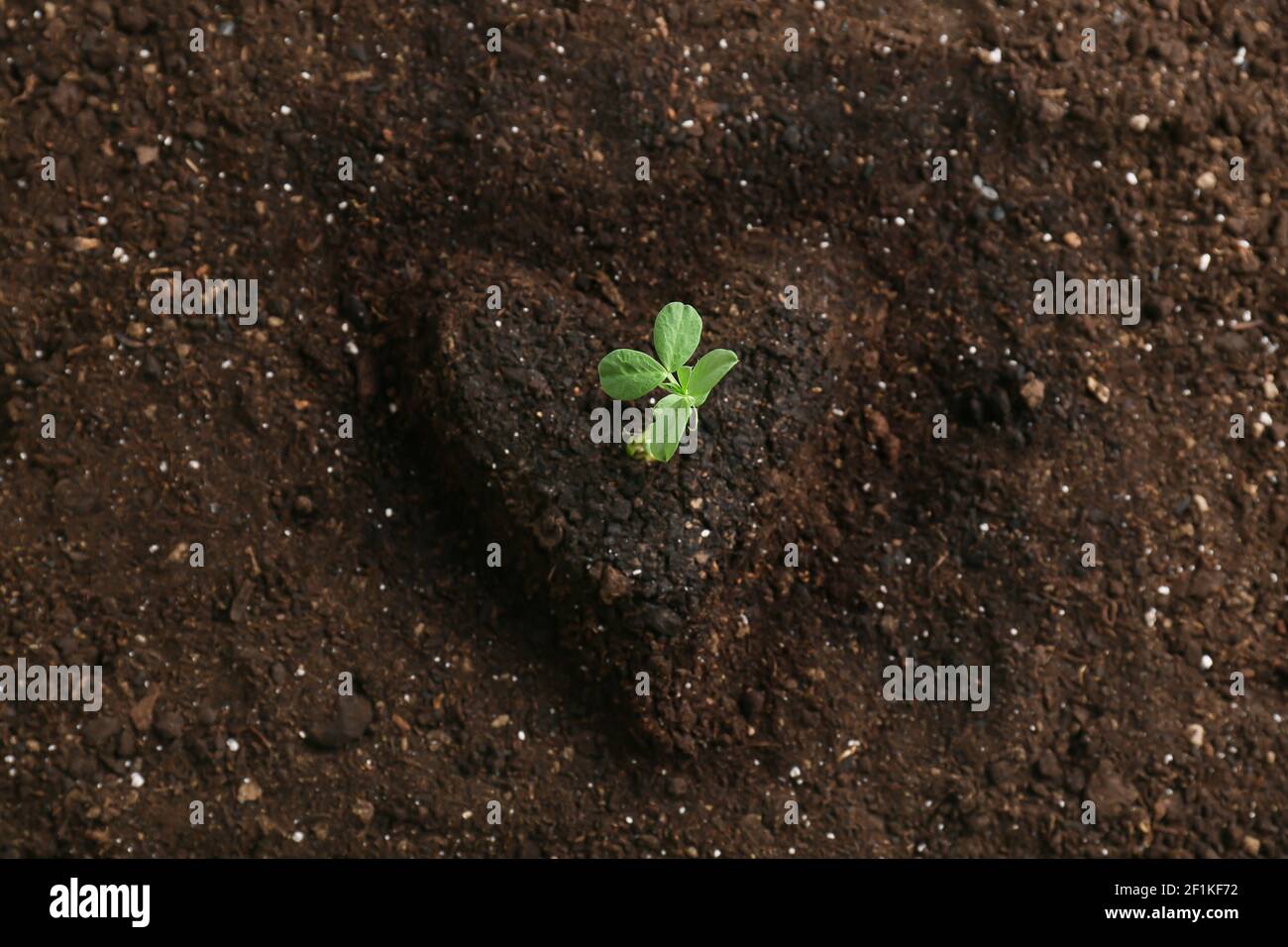 Plant growing in garden outdoors Stock Photo - Alamy