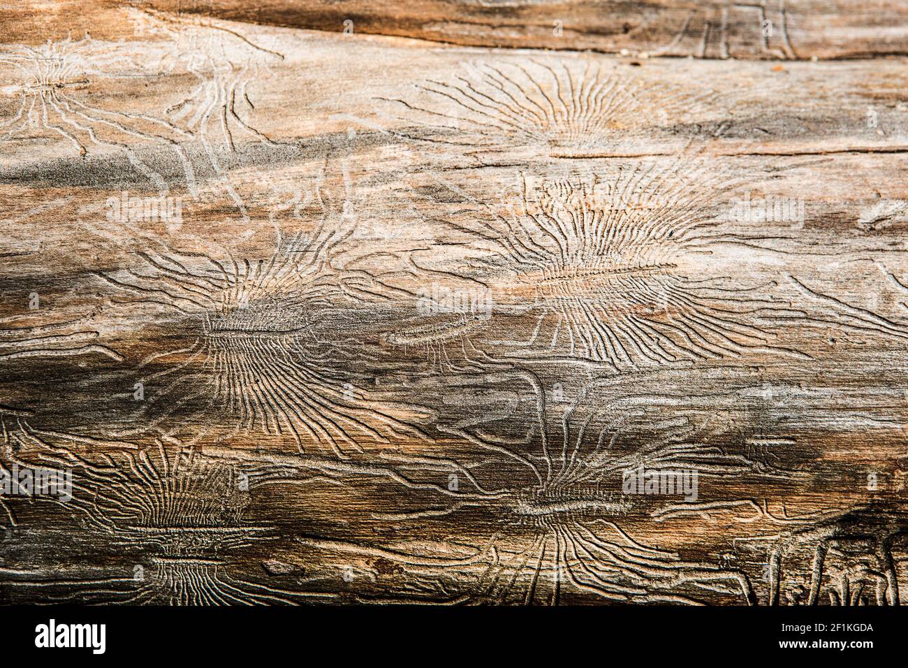 Natural wood texture with lines drawn by a bark beetle in the shape of ...