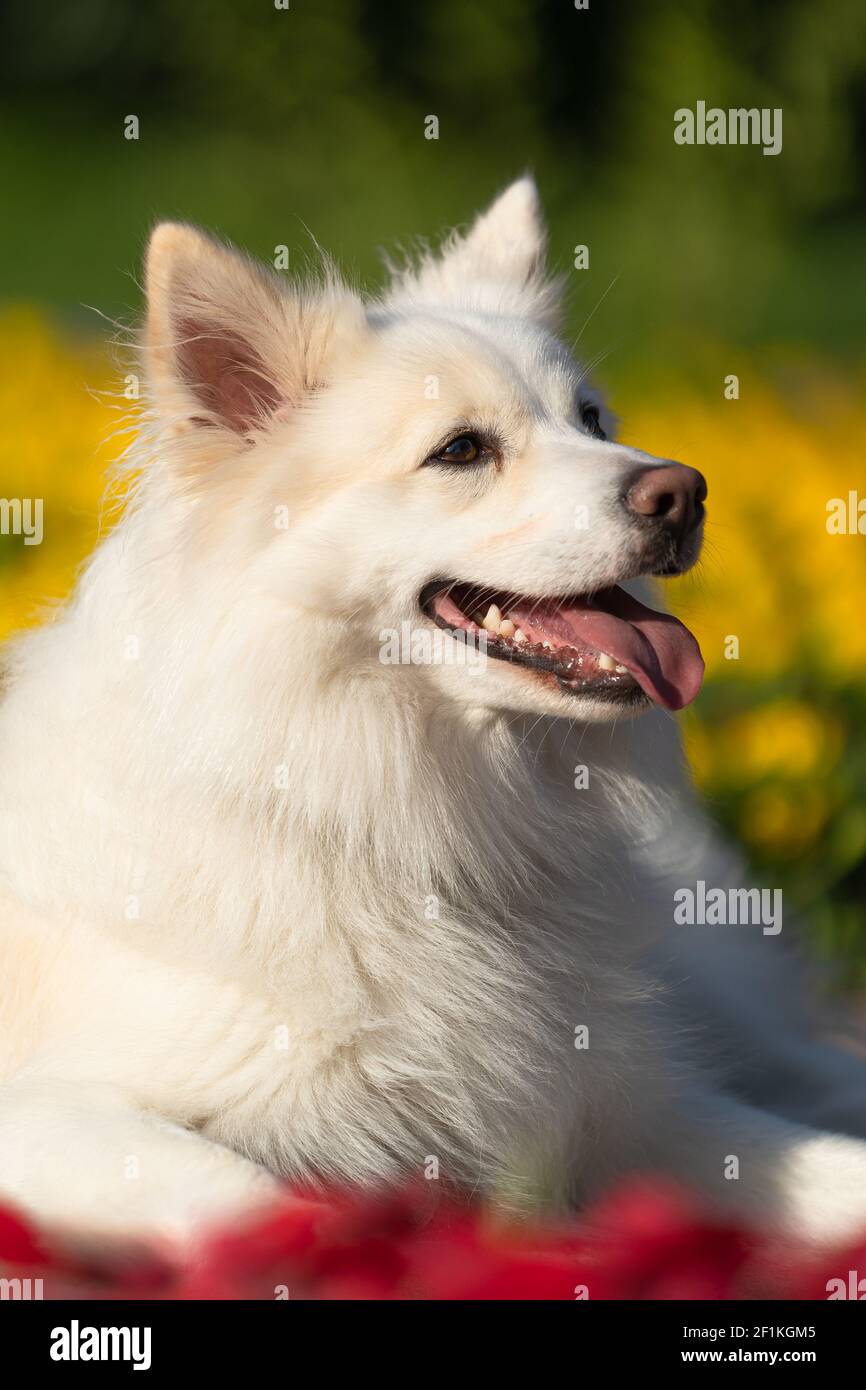 Icelandic dog, FCI recognized dog breed from Iceland Stock Photo - Alamy