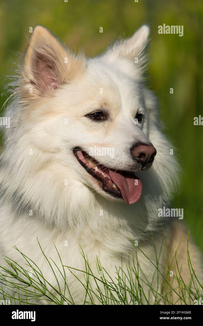 Icelandic dog, FCI recognized dog breed from Iceland Stock Photo - Alamy