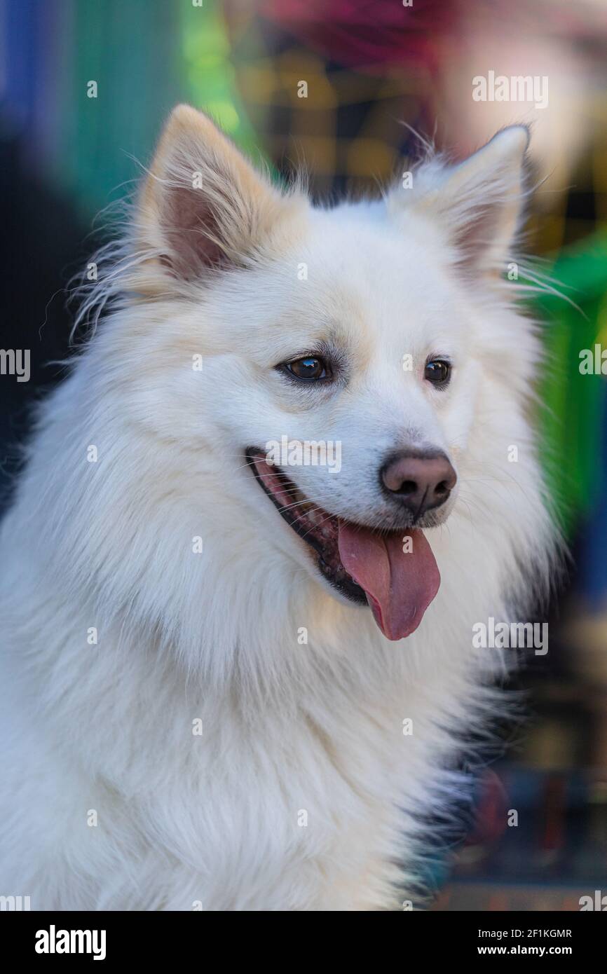 Icelandic dog, FCI recognized dog breed from Iceland Stock Photo - Alamy