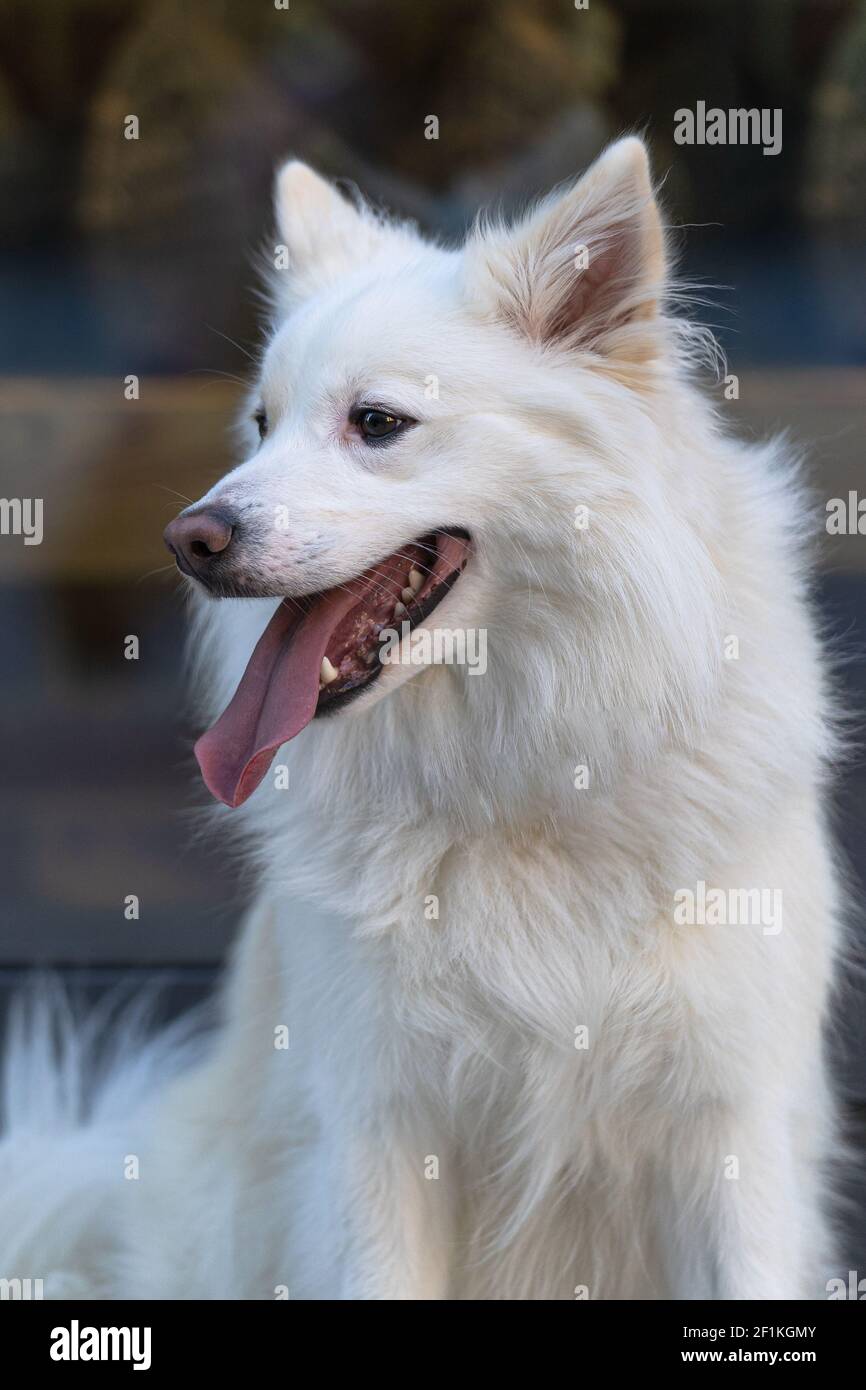 Icelandic dog, FCI recognized dog breed from Iceland Stock Photo - Alamy