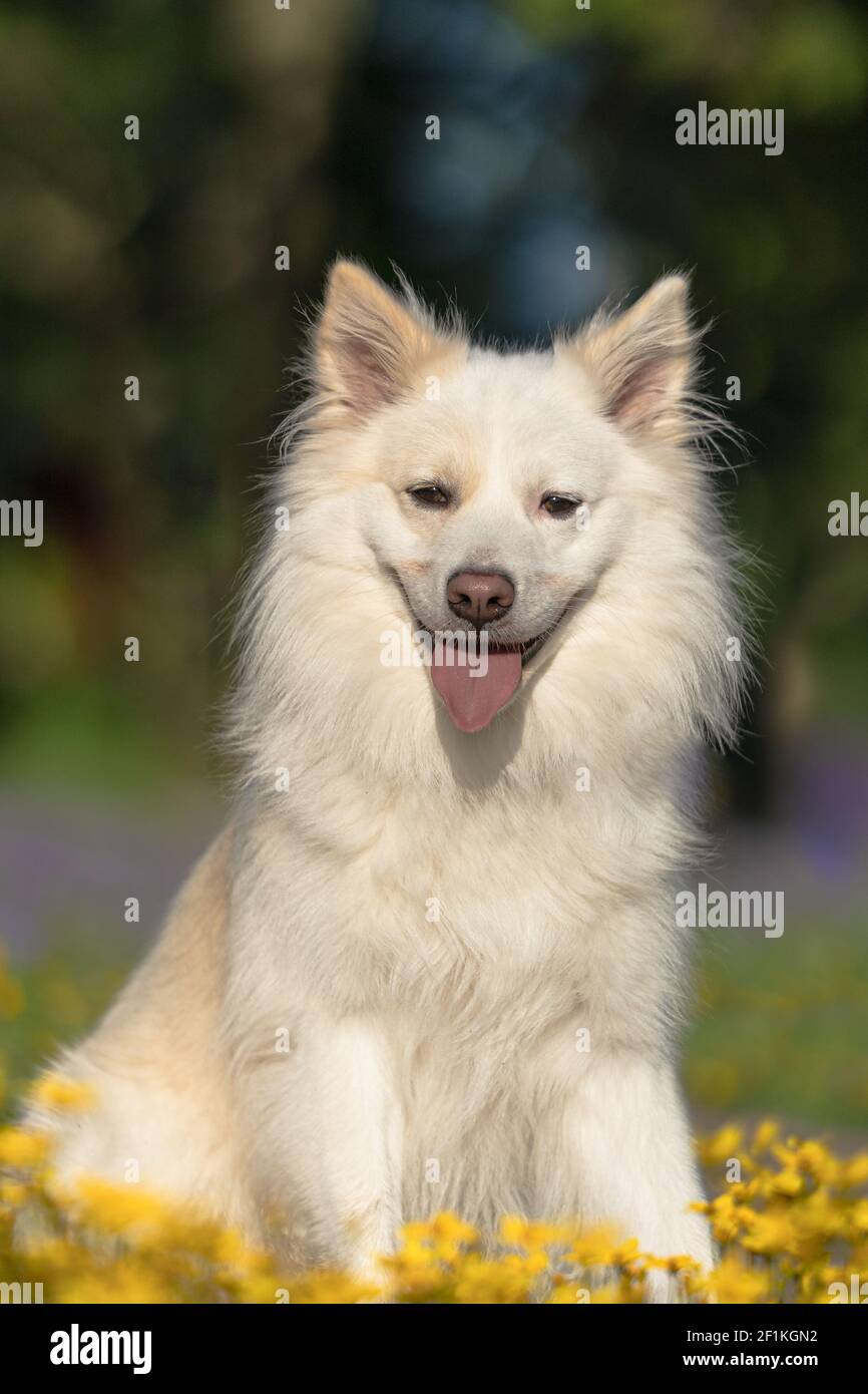 Icelandic dog, FCI recognized dog breed from Iceland Stock Photo - Alamy