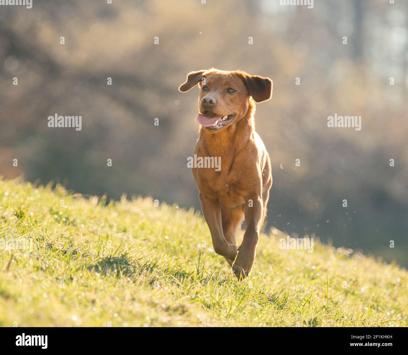 running brown labrador retriever on field Stock Photo - Alamy