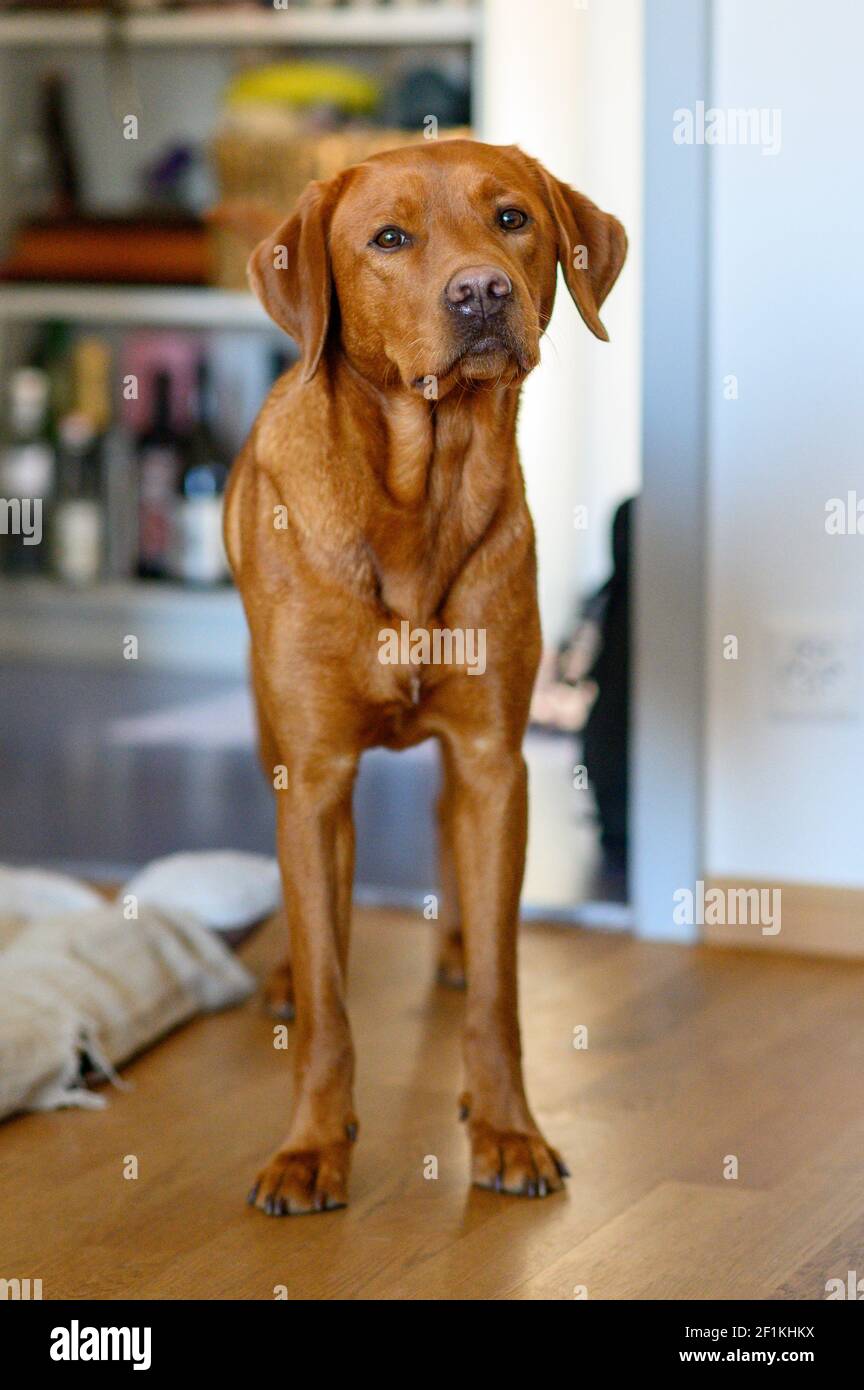 portrait of a brown labrador retriever Stock Photo - Alamy