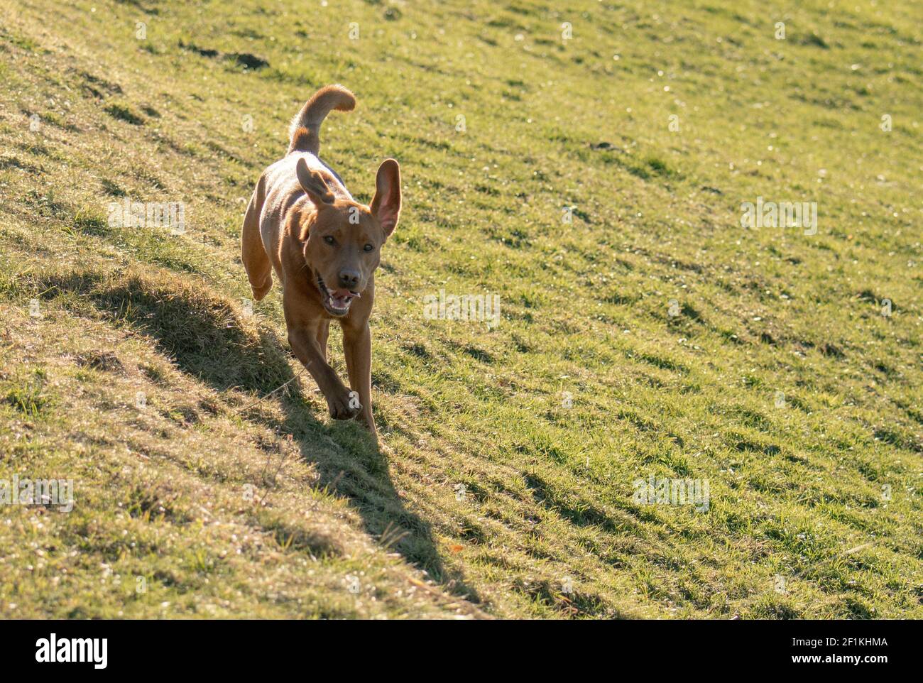 running brown labrador retriever on field Stock Photo - Alamy