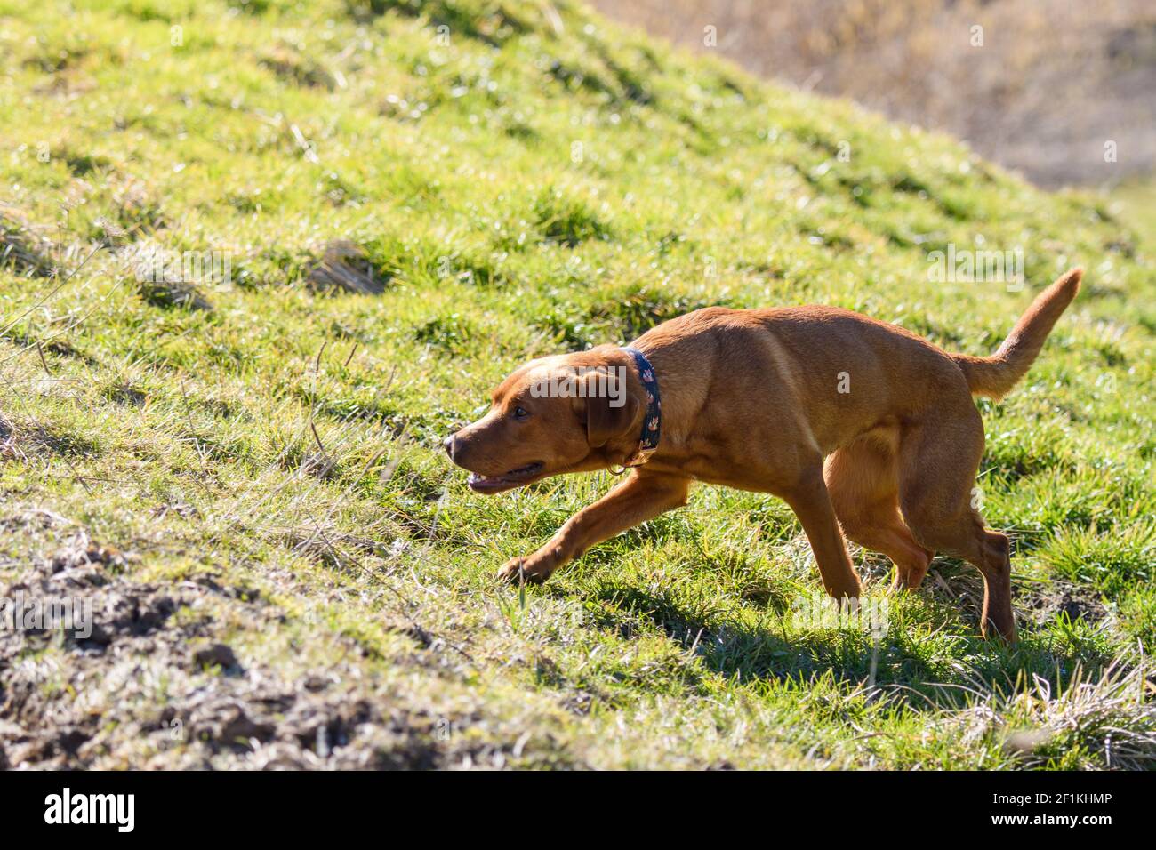 running brown labrador retriever on field Stock Photo - Alamy