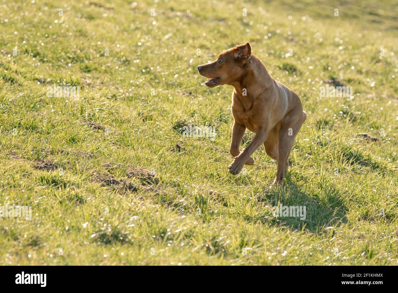 running brown labrador retriever on field Stock Photo - Alamy