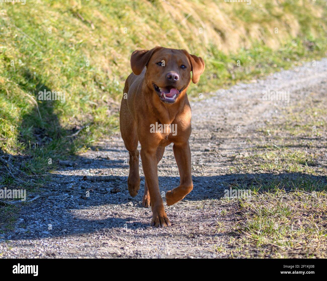 running brown labrador retriever on field Stock Photo - Alamy