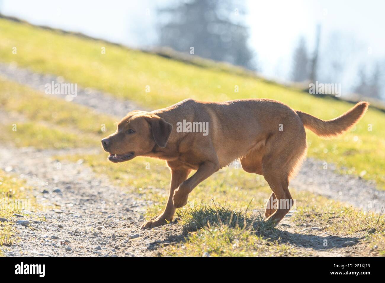 running brown labrador retriever on field Stock Photo - Alamy